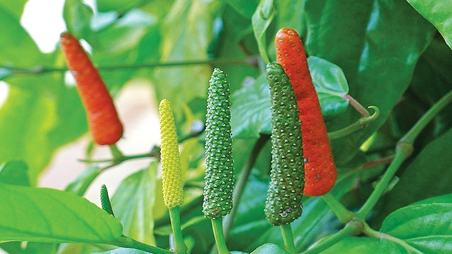 Article - 5 Rempah Unik Khas Kuliner Bali | Indonesian Chef Association